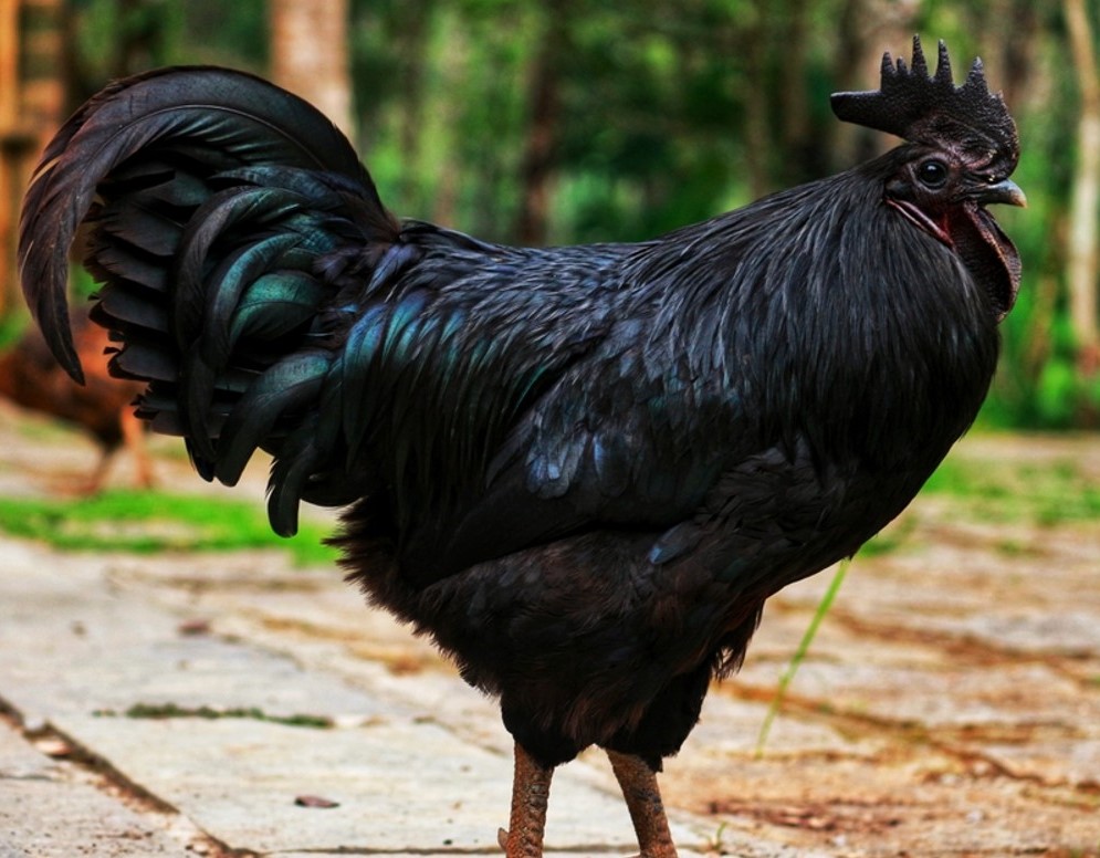 KARA TAVUK | ’ MAVİ MASAL DÜNYA ’ sına hoşgeldiniz. MASAL DÜNYASI DÜNYA ...